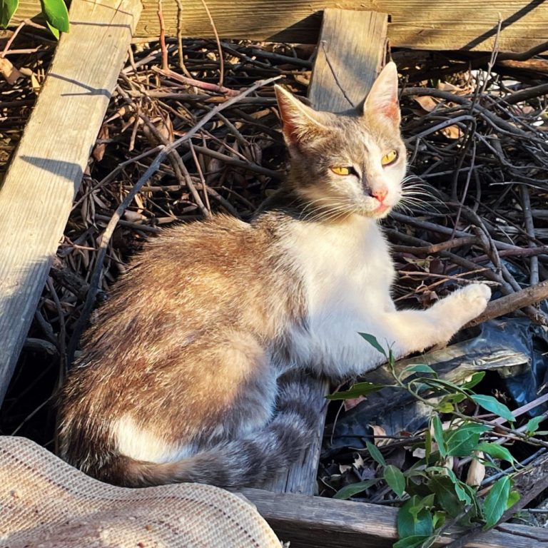 Update from Street Cats of Vis - Petsyclopedia News