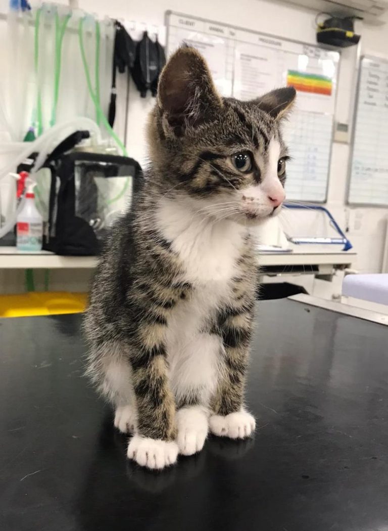 Badly Injured Kitten Rescued From Kent Garden Proves to be a Fighter ...