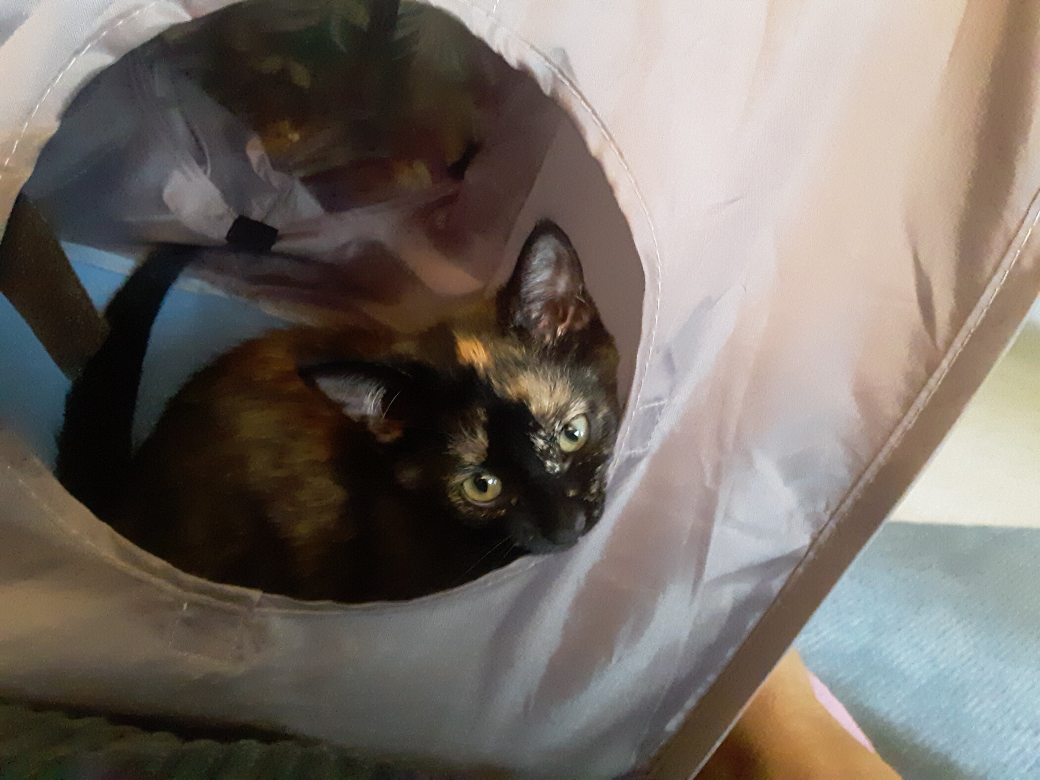 Guest Star: The Rescued Cat That Rescued her Human - Petsyclopedia News