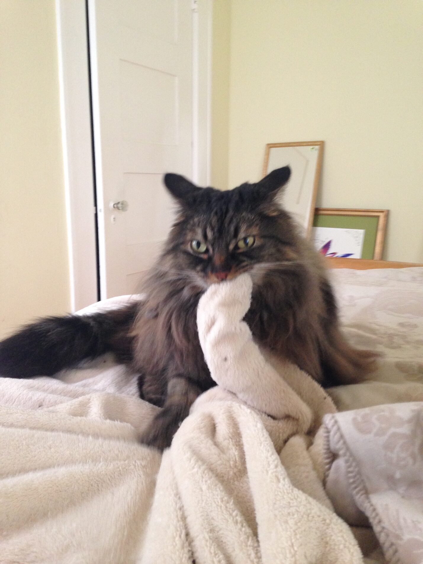 How to Stop Your Cat from Destructive Scratching - Petsyclopedia News