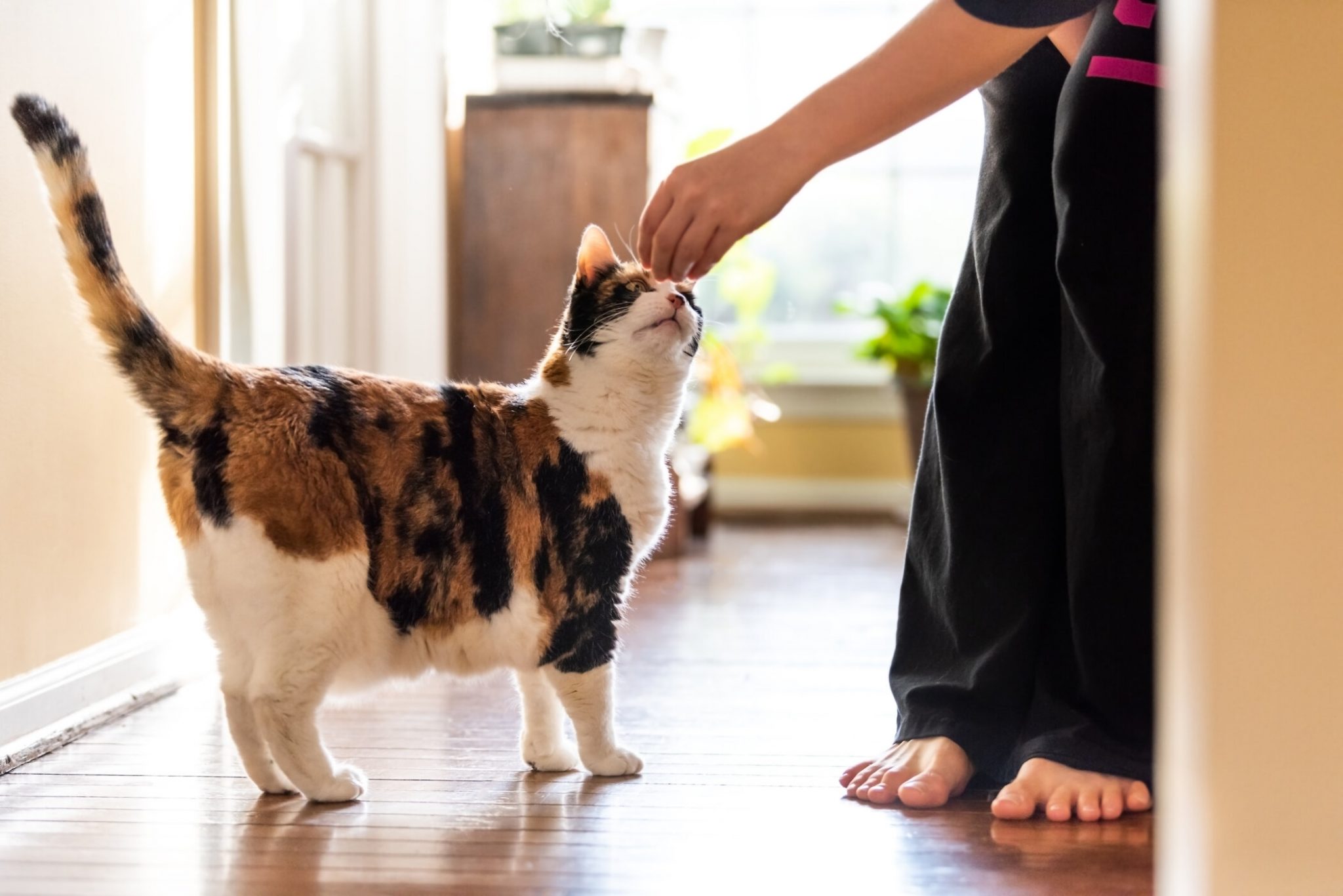 Gut Health for Cats: What You Need to Know - Petsyclopedia News