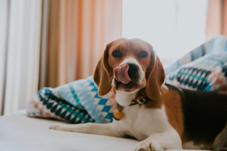 Dr. Aziza Explains How to Pick the Best Freshpet Product for Your Dog ...