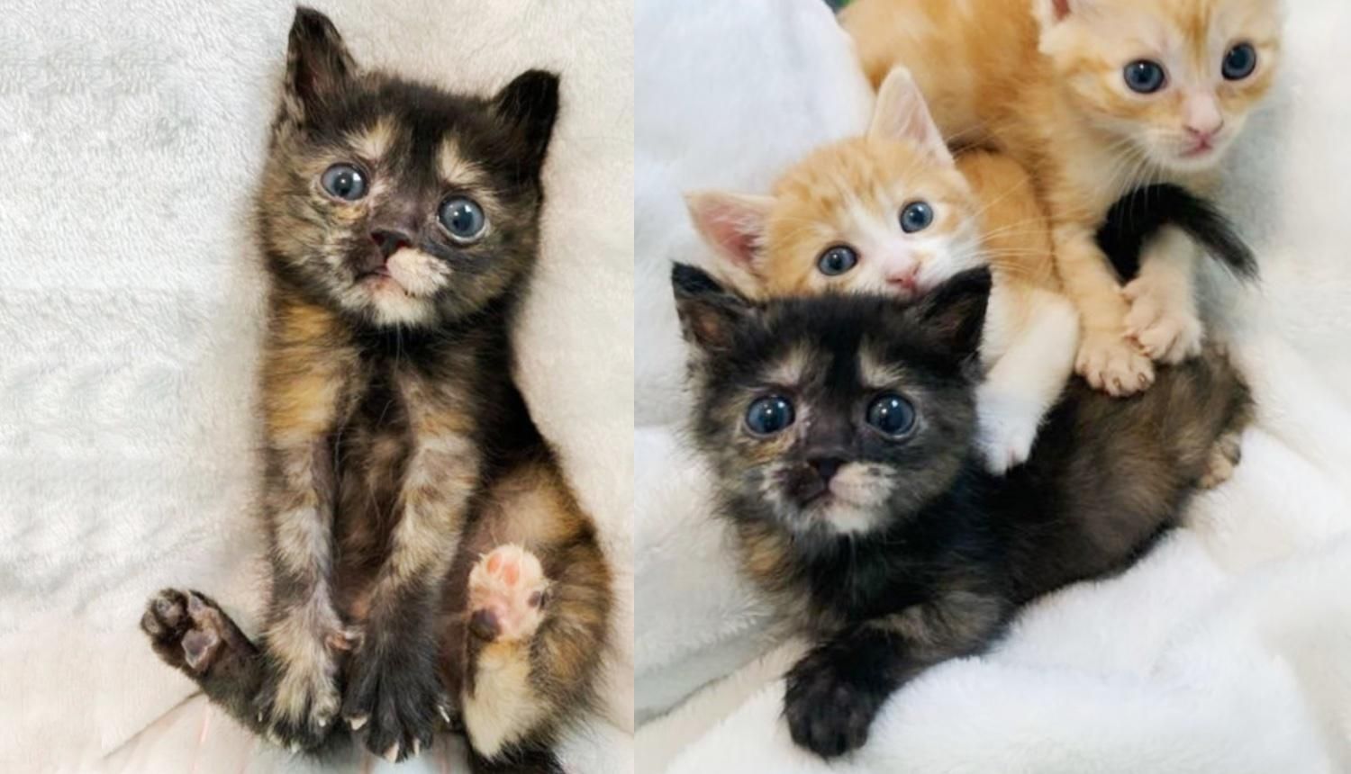 Kitten Goes from Stumbling Around to Running and Jumping Again in Just ...