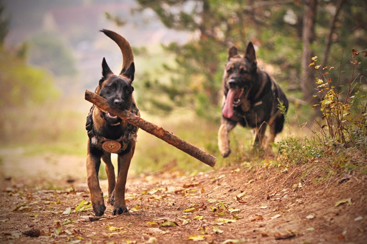 3 Reward Based Training Methods For Dogs Petsyclopedia News 3 Reward Based Training Methods For Dogs Petsyclopedia News