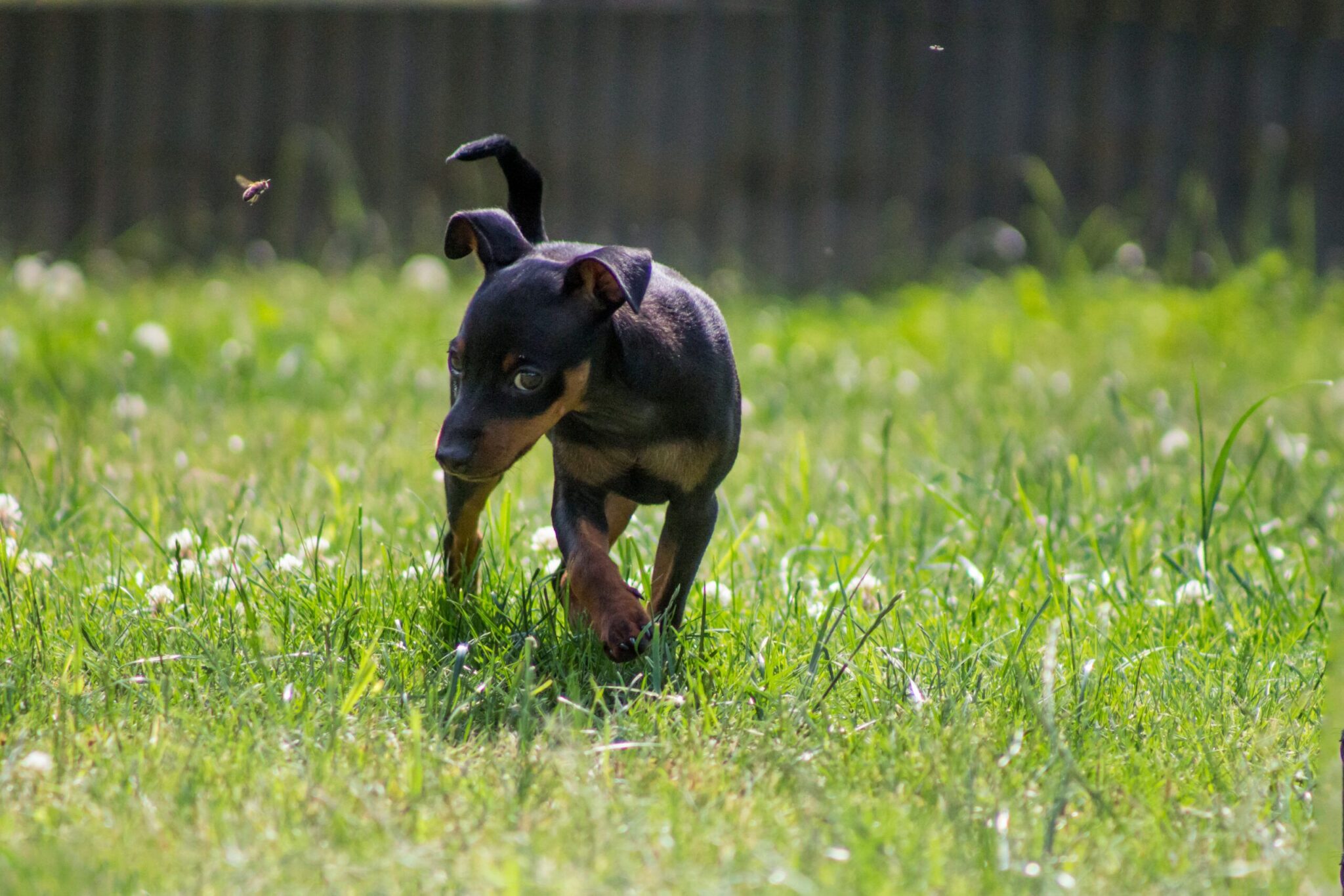 Anaphylaxis in Dogs: What You Should Know - Petsyclopedia News