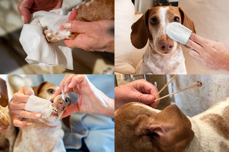 4 Key Tips for Better Dog Hygiene - Petsyclopedia News