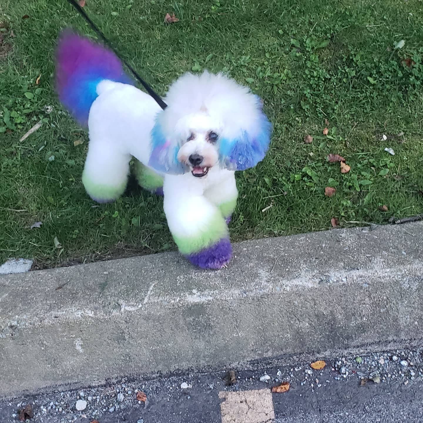 Pet Safe Dyes: Tips for Use and Top Brands - Petsyclopedia News