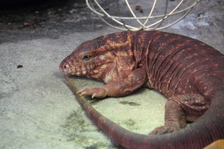 The Red Tegu Lizard: A Fascinating Companion for Reptile Enthusiasts ...
