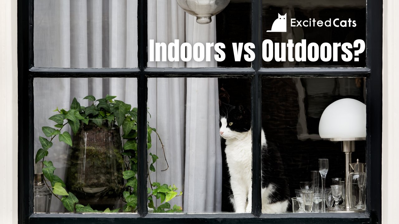The Benefits of Keeping Cats Indoors: Protecting Biodiversity and ...