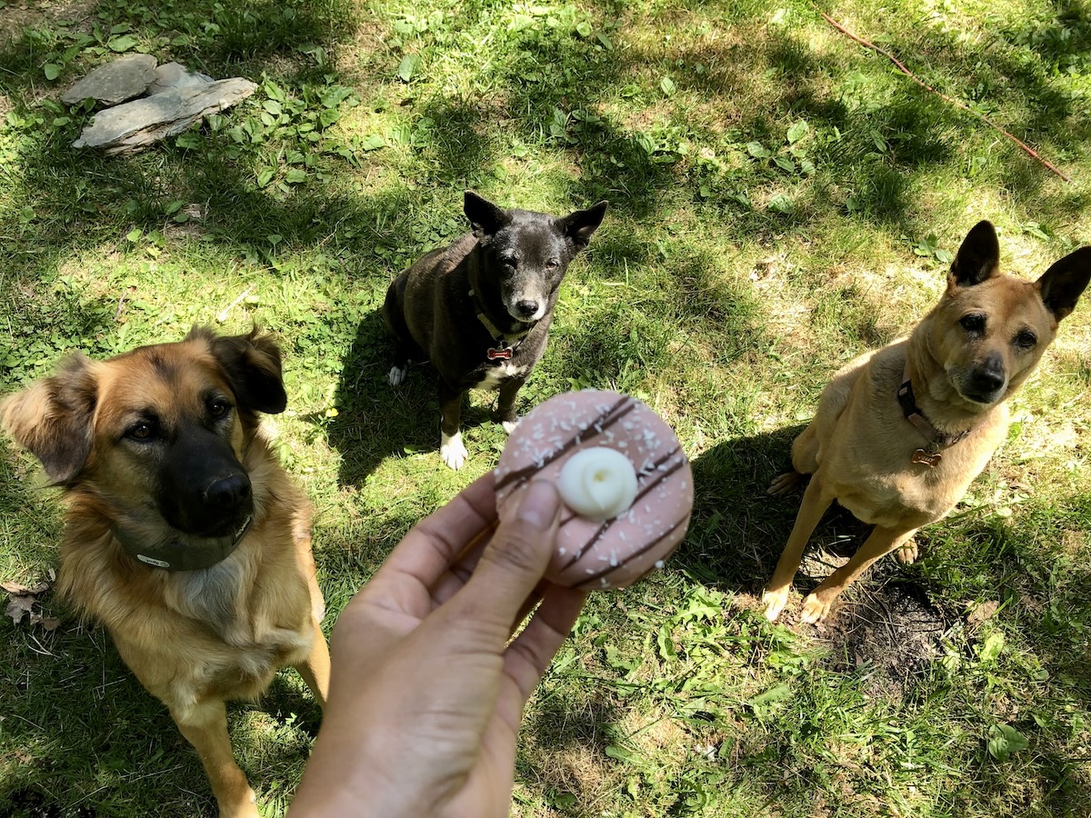 Mimicking Behaviors Among the Trio: Allison’s Dogs Learn From Each ...