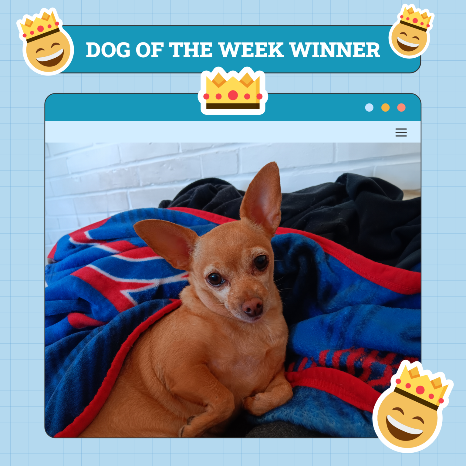 Dogster Photo Contest: Dogs of the Week Winners (December 12, 2024 ...
